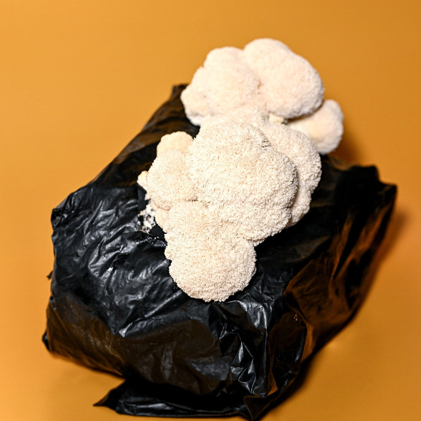 Lion’s Mane Mushroom Grow Kit | Growing Lion’s Mane Mushrooms ...