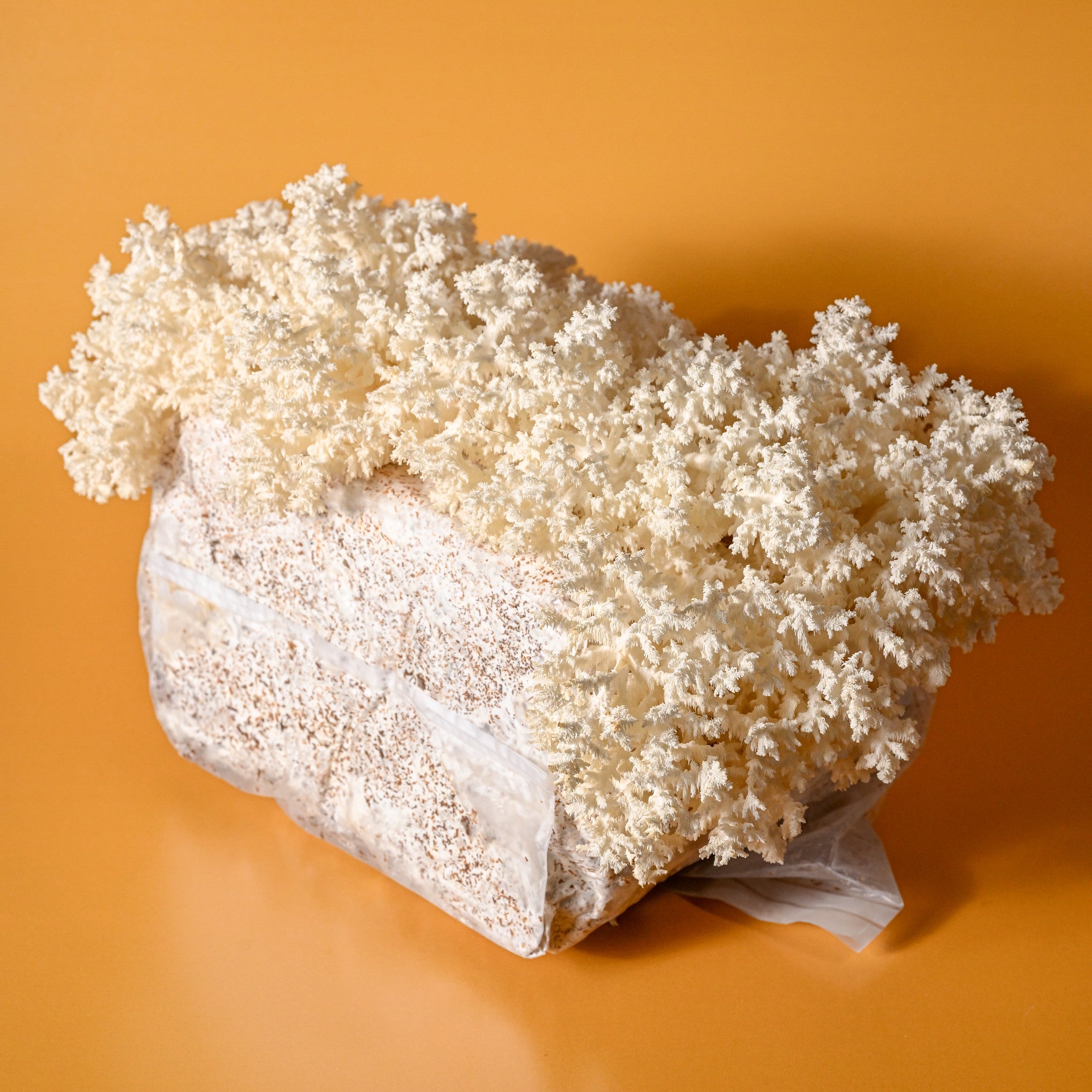 Lion’s Mane Mushroom Grow Kit | Growing Lion’s Mane Mushrooms ...